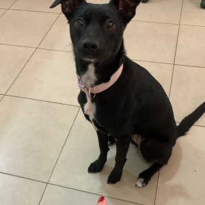 Leandro V. paseos y cuidado de perros en Plaza de la intendencia, paseo ...