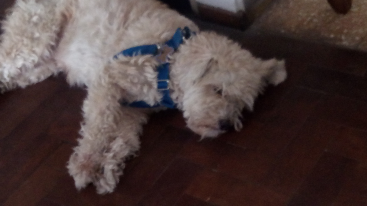 Leandro V. paseos y cuidado de perros en Plaza de la intendencia, paseo ...