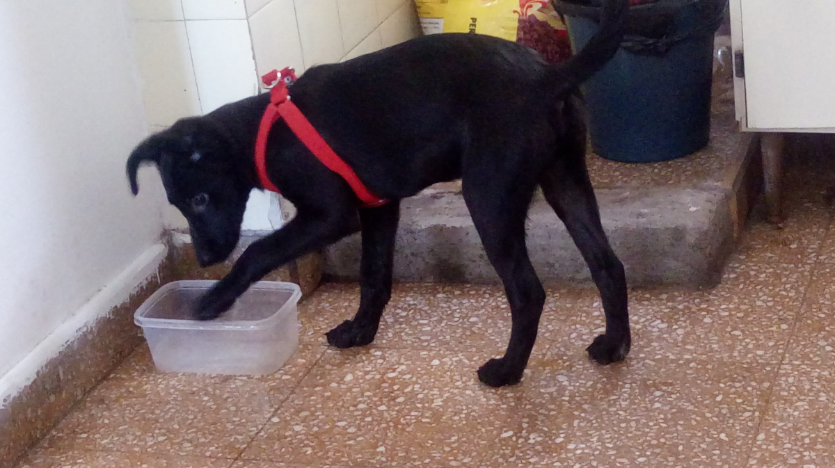 Leandro V. paseos y cuidado de perros en Plaza de la intendencia, paseo ...