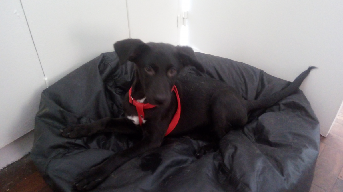 Leandro V. paseos y cuidado de perros en Plaza de la intendencia, paseo ...